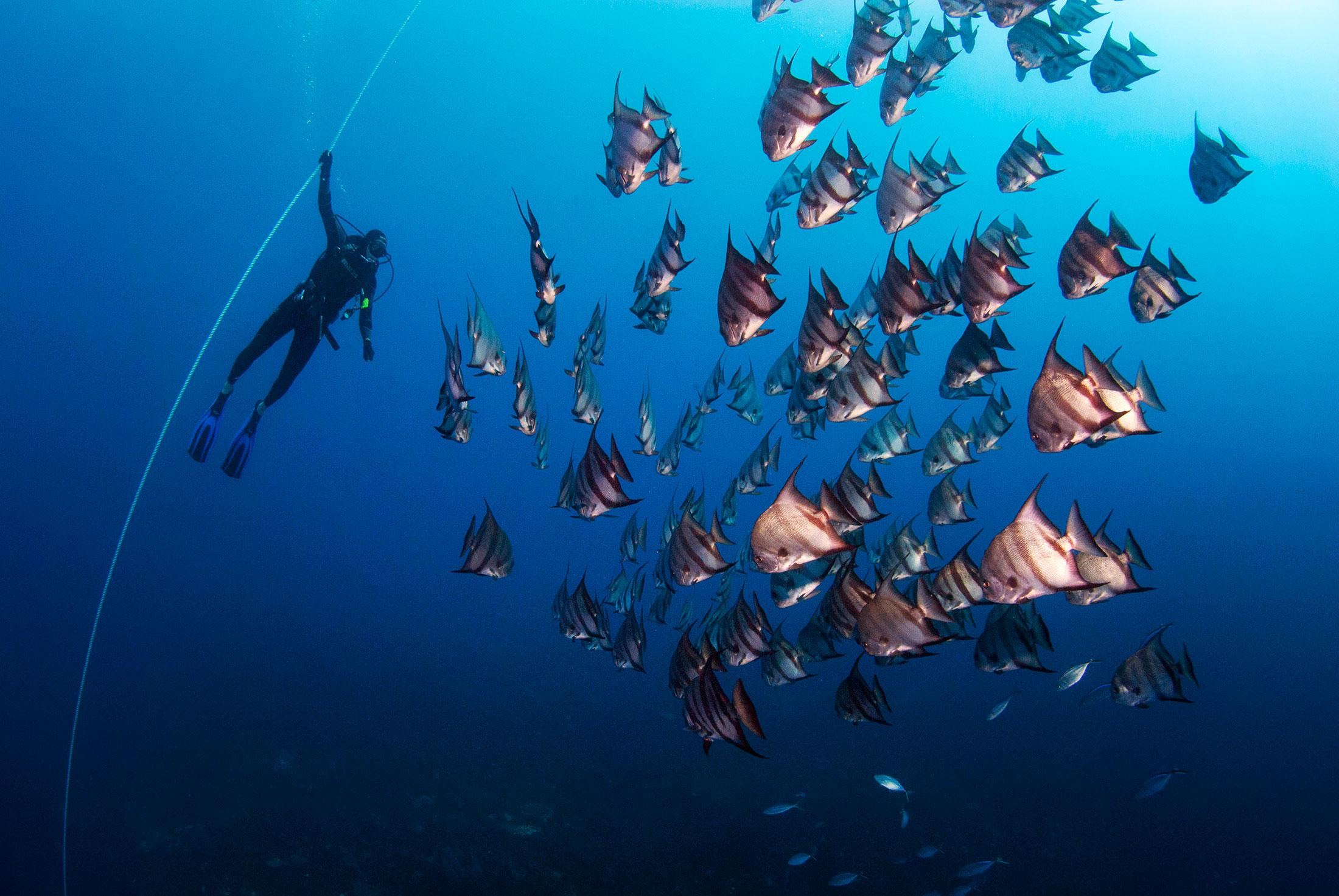 Home - Blue Reef Explorers Diving Center
