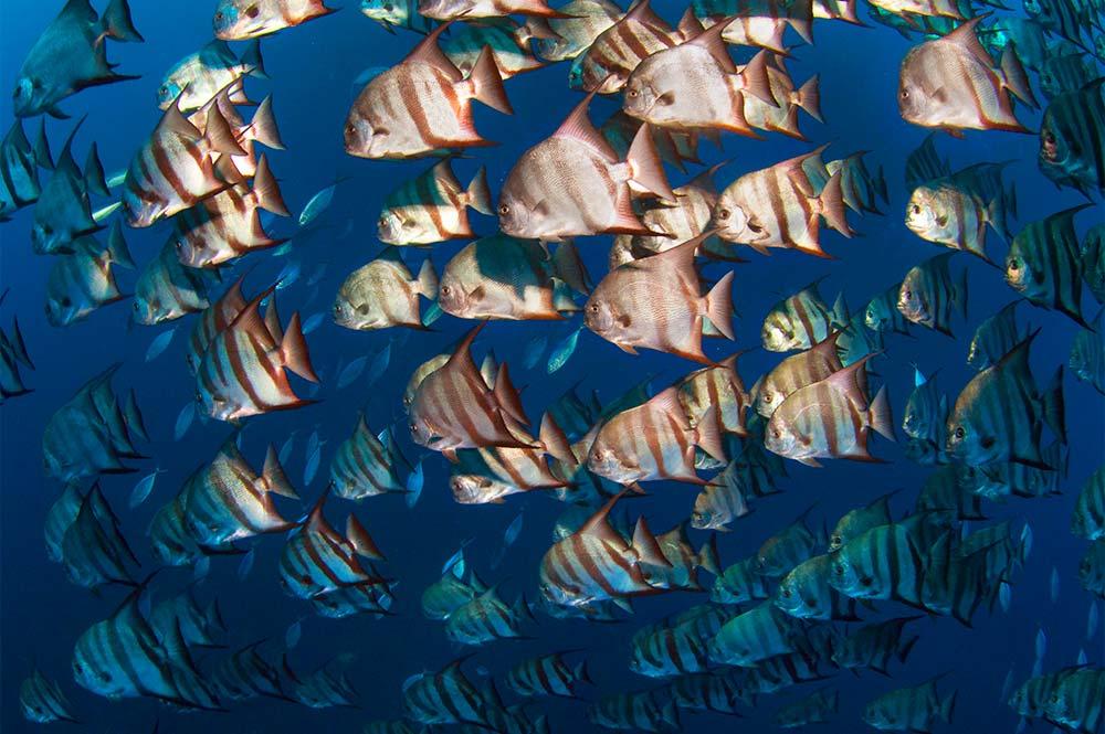 Scuba Diving in Cayos Cochinos and Roatan - Blue Reef Explorers Diving ...