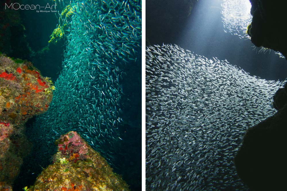 Scuba Diving in Cayos Cochinos and Roatan - Blue Reef Explorers Diving ...